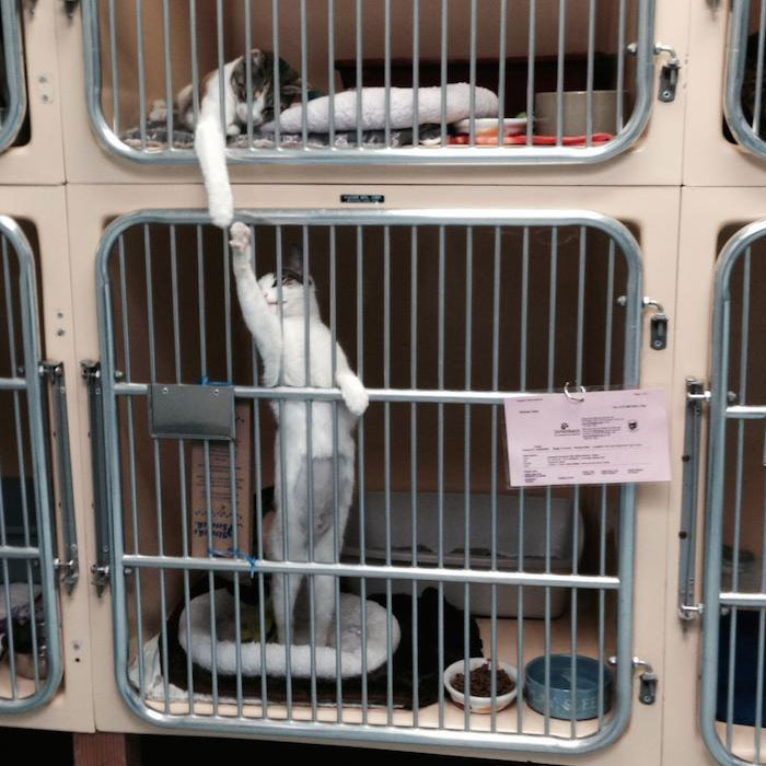 Funny animals in the most unexpected situations