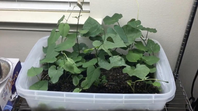 3 types of sweet potatoes you can grow indoors in smaller spaces
