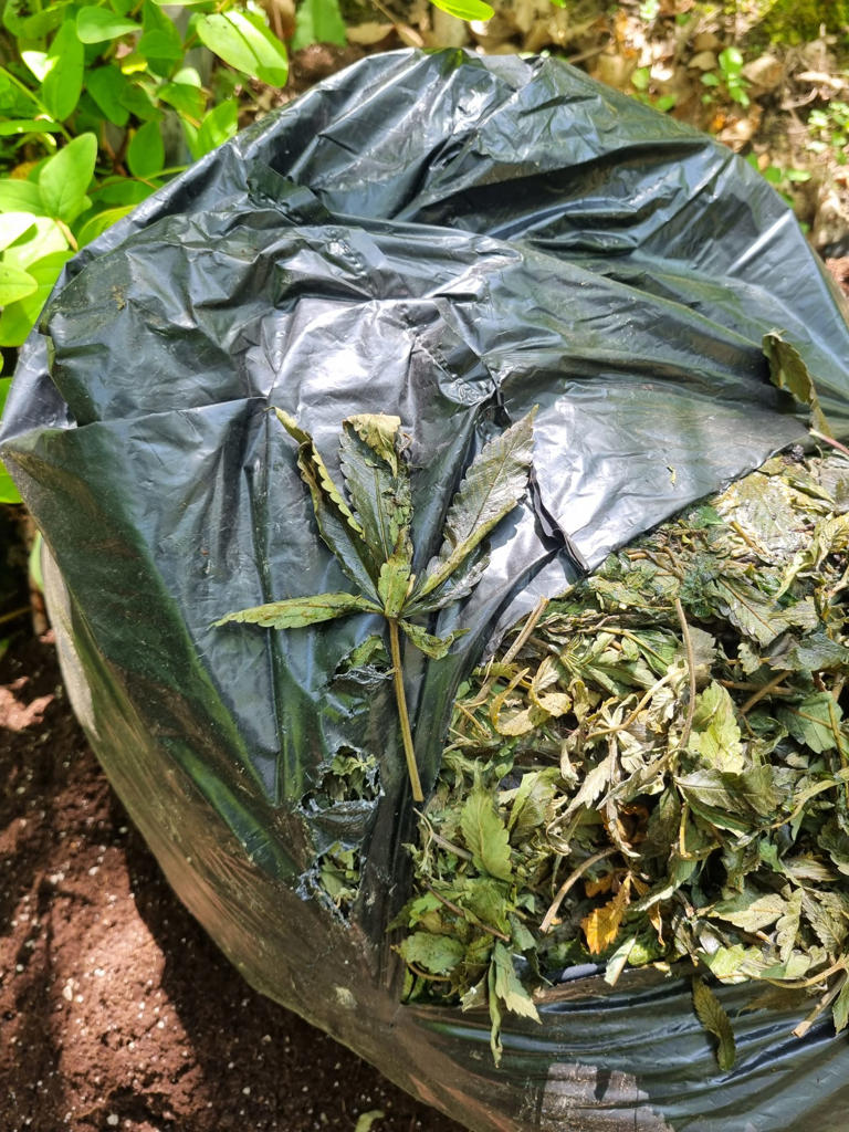 Four tonnes of cannabis farm waste dumped in ancient woodland