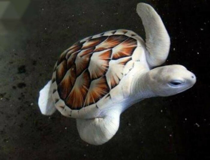 40 times nature ran out of ink and created albino animals