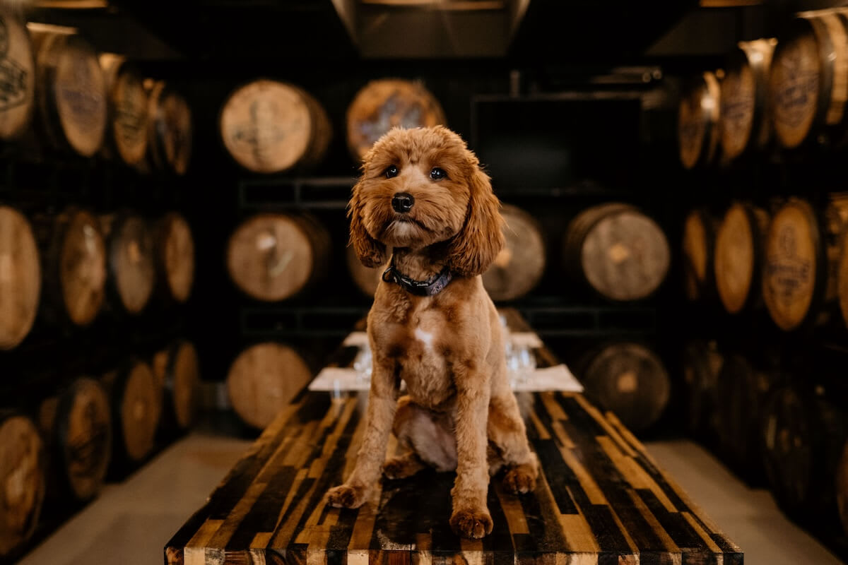 Nashville’s new festival for you and your pup: Whiskey & Wags