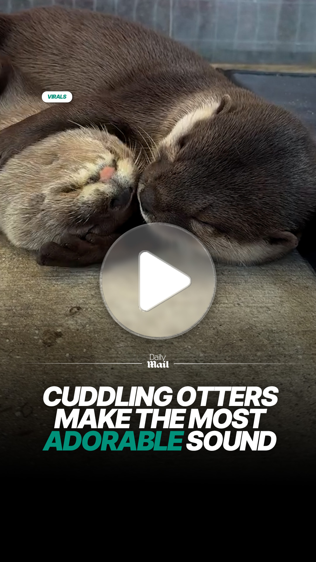 Otters cuddle and chirp in adorable moment