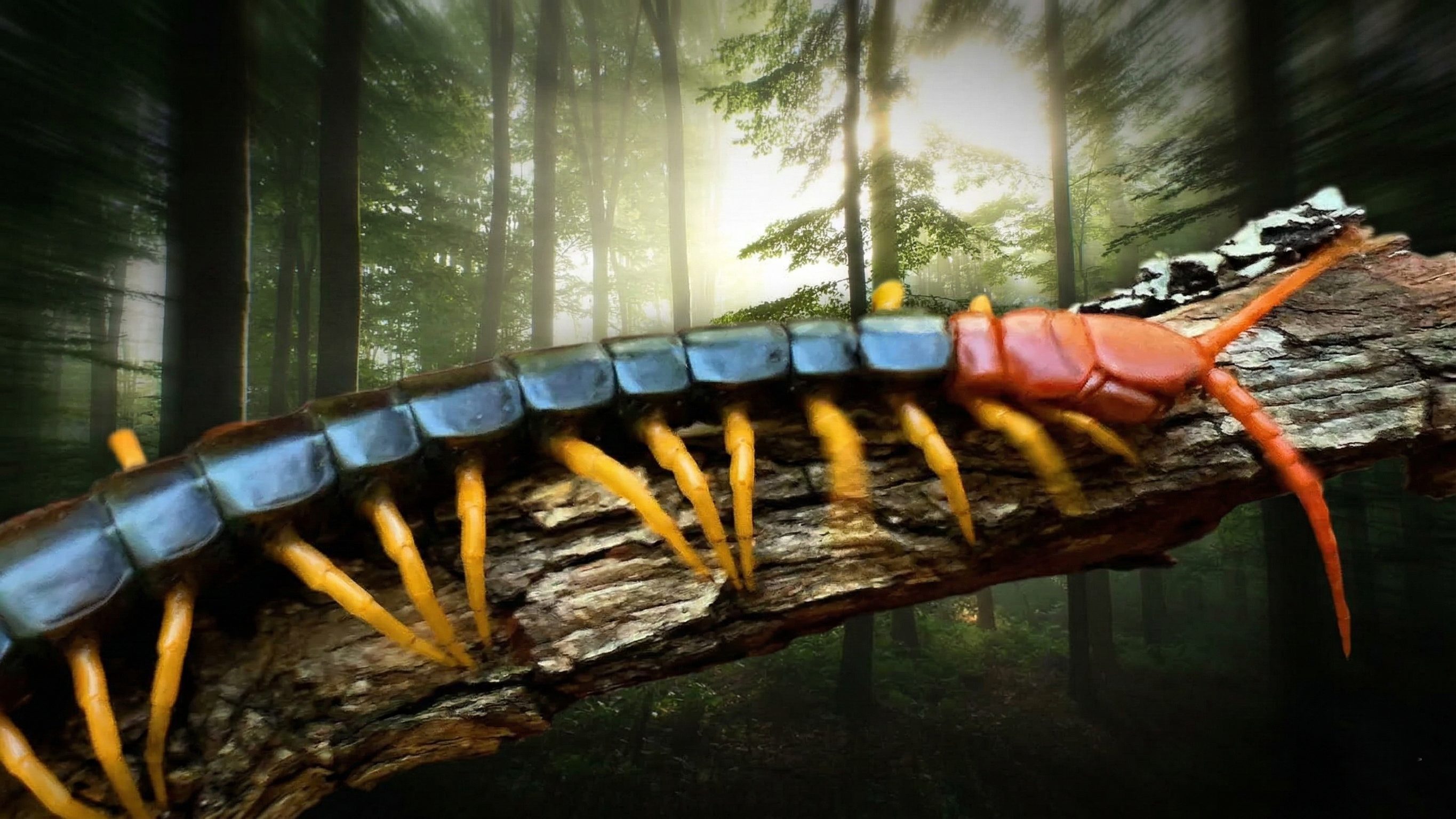 Giant redheaded centipede - the venomous predator in the US that can ...