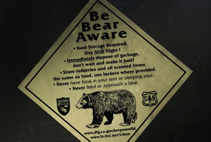 10 wild truths behind the black bear comeback in the US