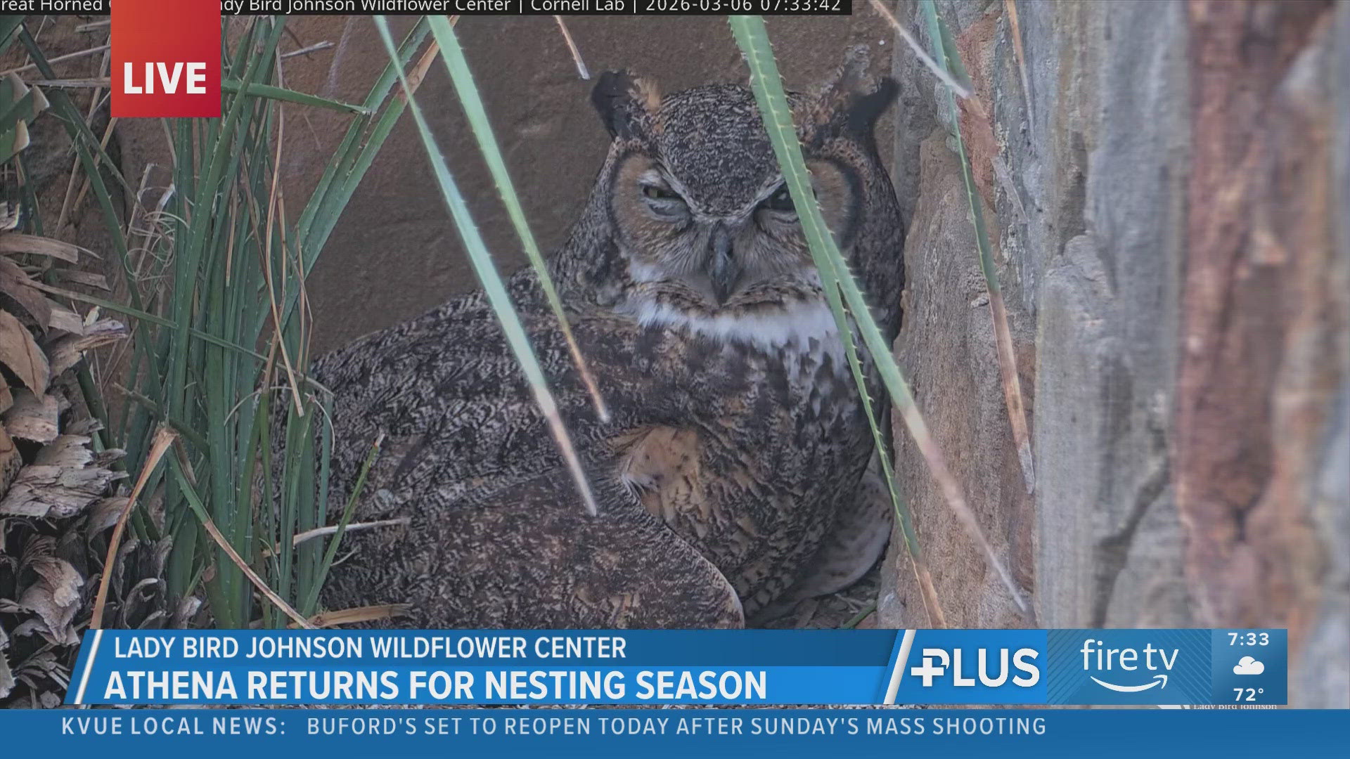 Athena the owl lays first egg of 2026