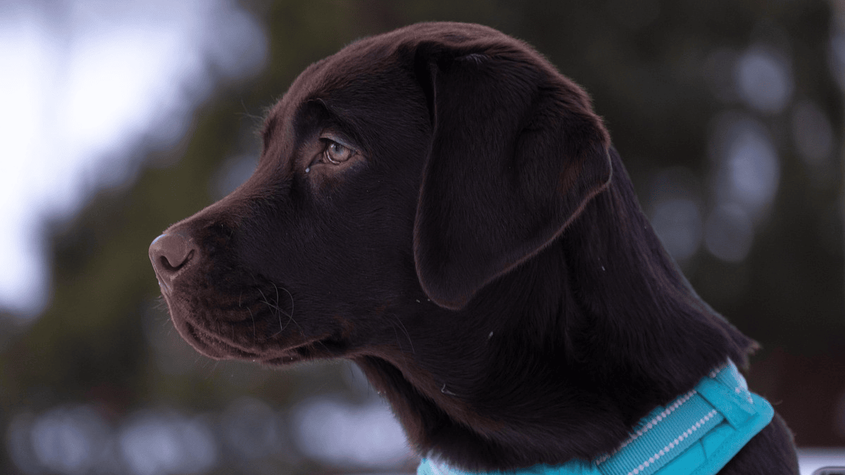 10 things your dog will remember about you for its entire life (even ...