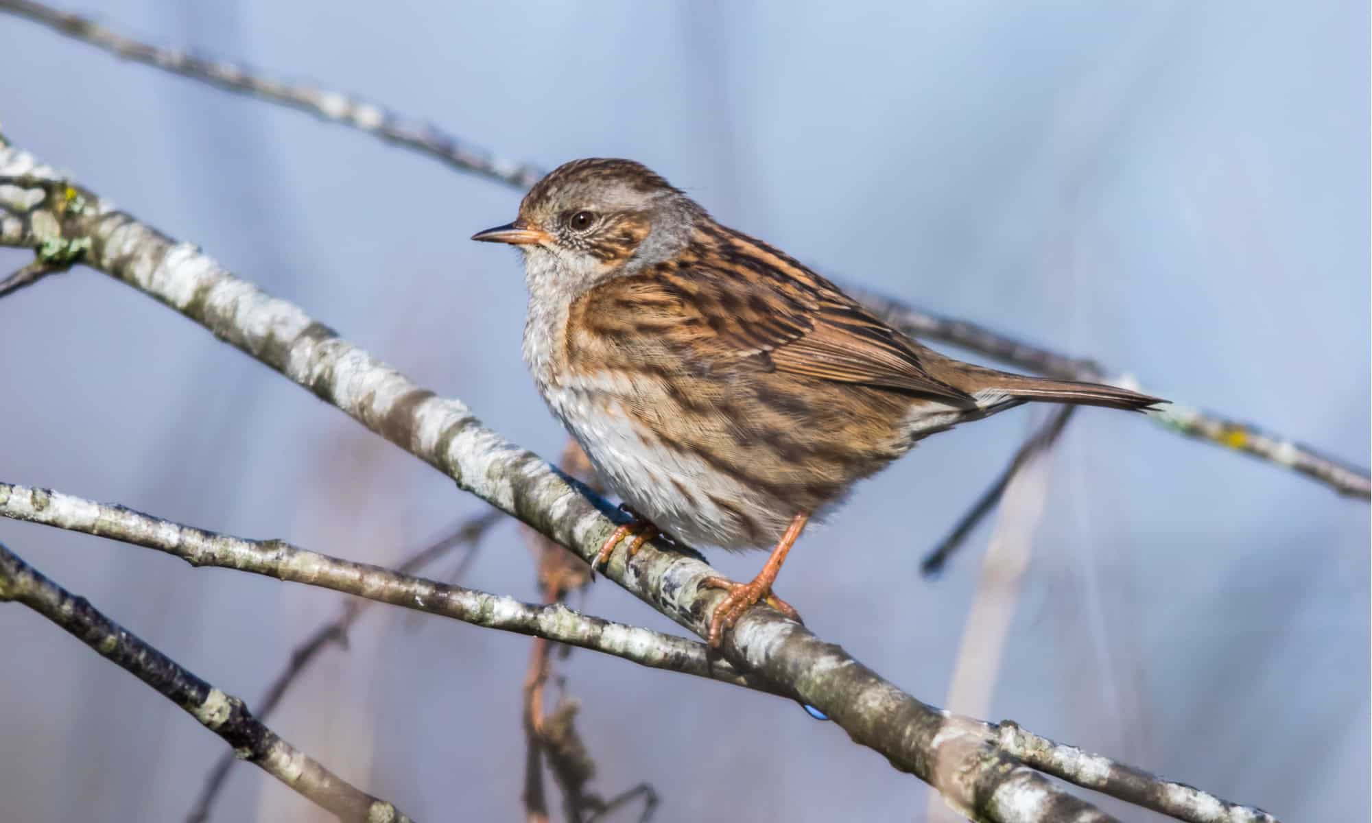 15 birds that lay beautiful blue eggs