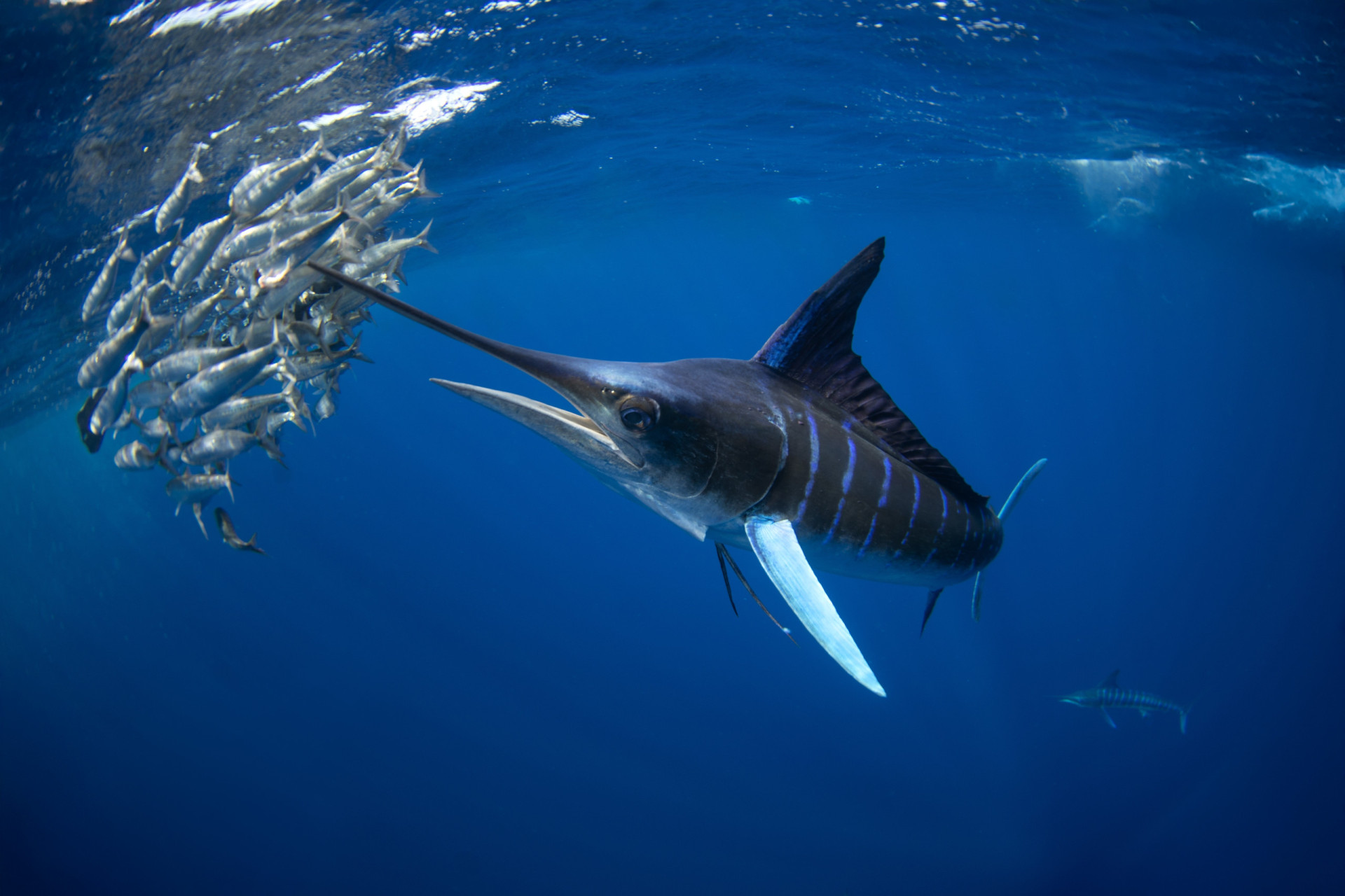 The fastest swimmers in the animal kingdom, ranked