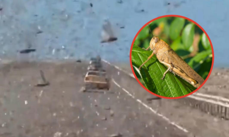 ¿Una señal del apocalipsis? Enjambre masivo de langostas invade el ...