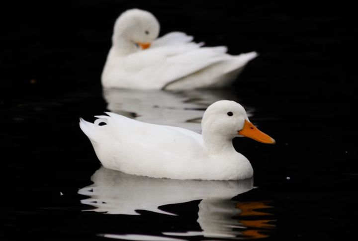 10 adorable duck varieties that will melt your heart