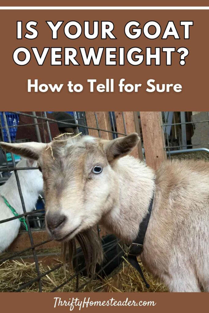 Fat goats: Causes, health risks, and how to safely help an overweight ...