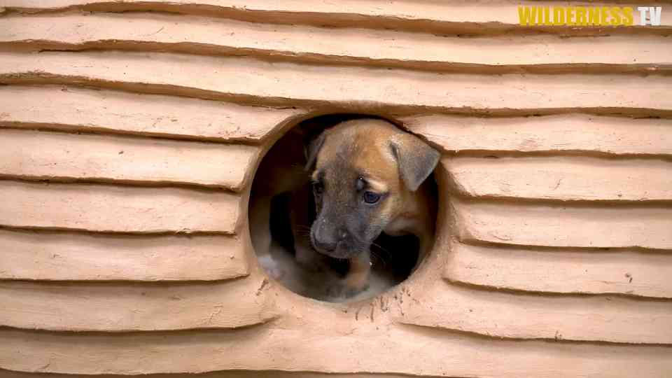 Watch poor rescued puppies finally get a safe dog house