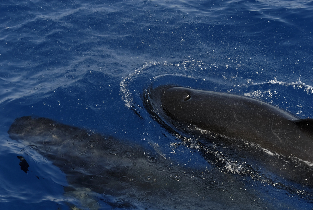 20 animals that are so rare, they’re almost mythical
