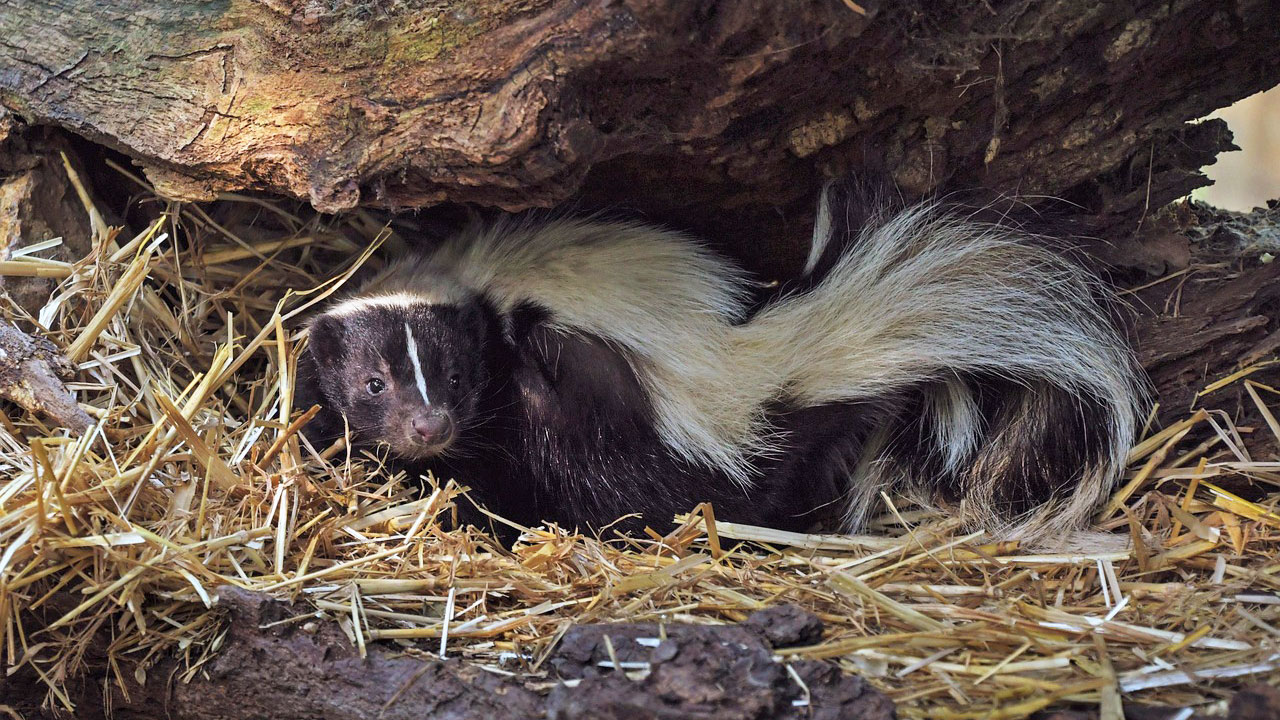 15 surprising facts about skunks