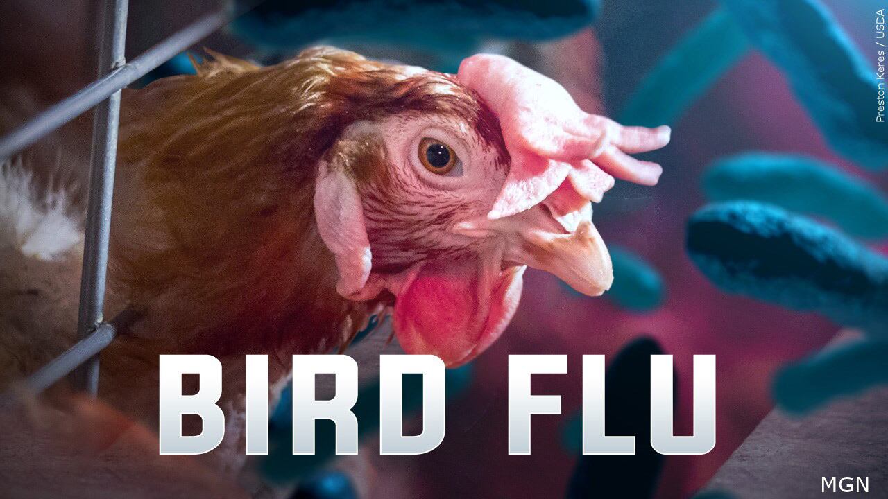 Bird flu confirmed in commercial poultry flocks in Jefferson, Walworth ...