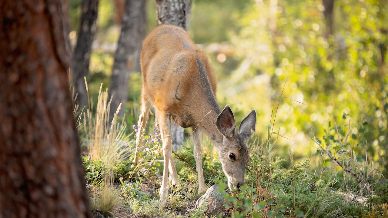 15 animals that can destroy a garden overnight