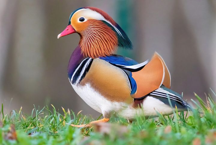 10 adorable duck varieties that will melt your heart