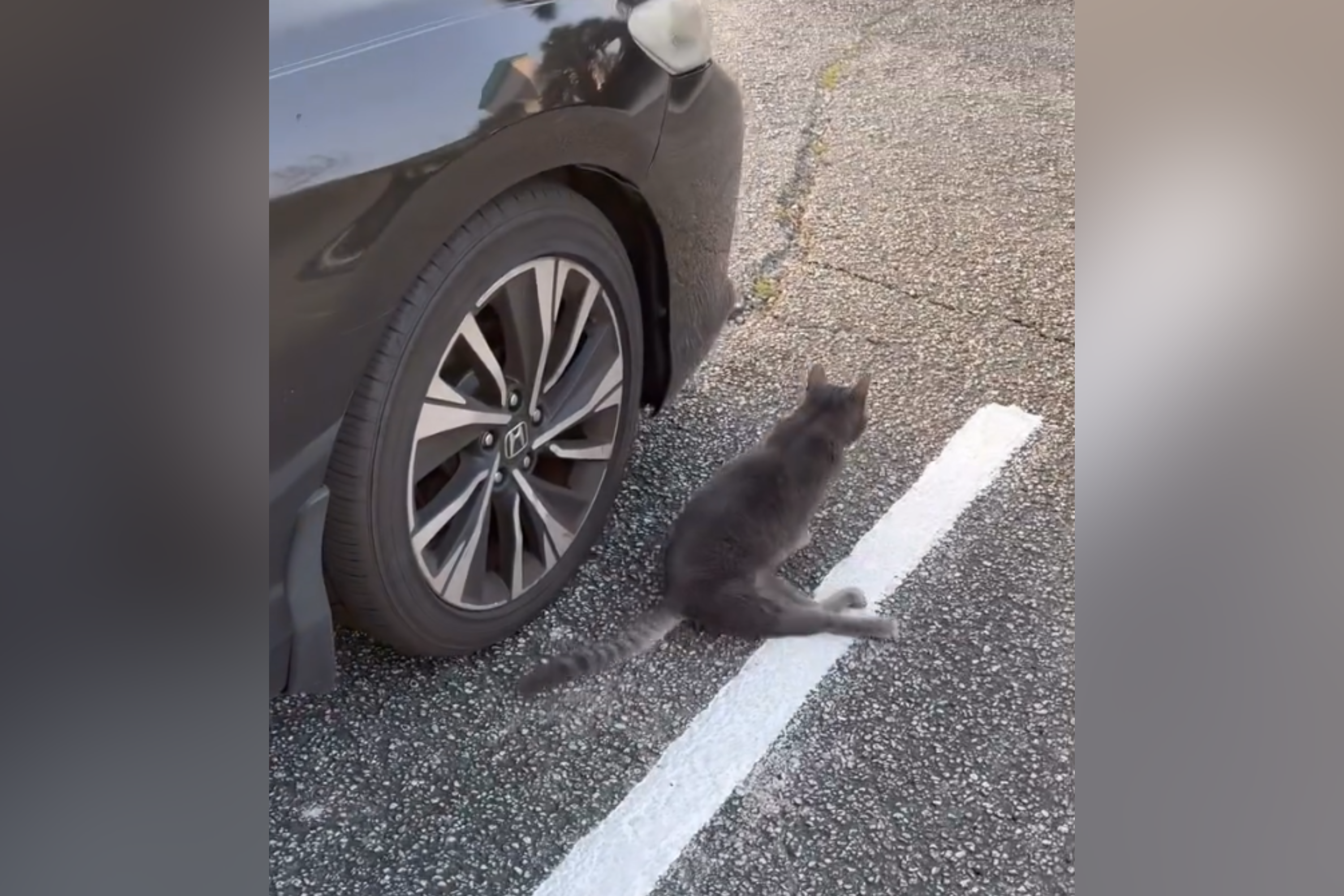 Tears at how paralyzed cat takes herself to work every day: "Determined"
