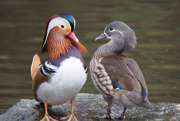 10 adorable duck varieties that will melt your heart