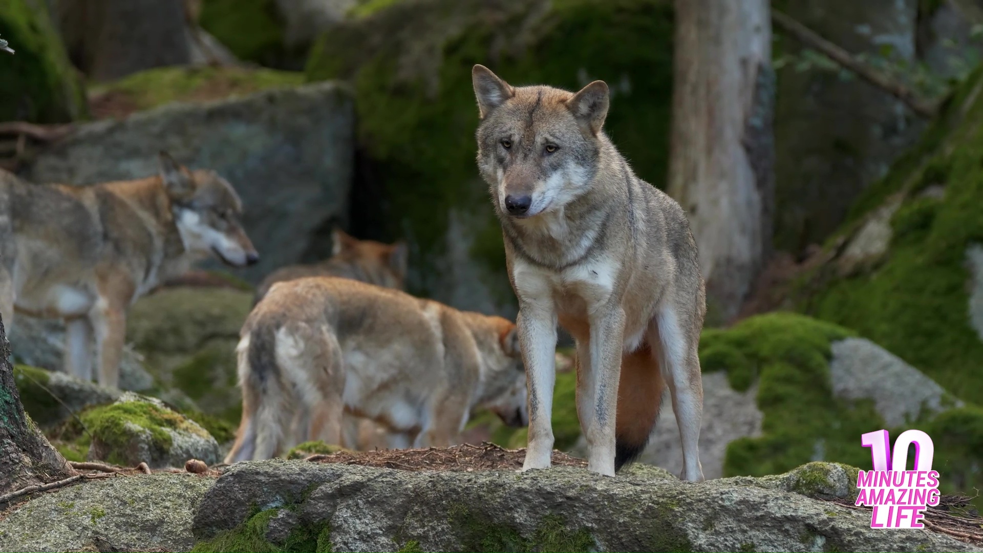 A wolf pack observing their territory