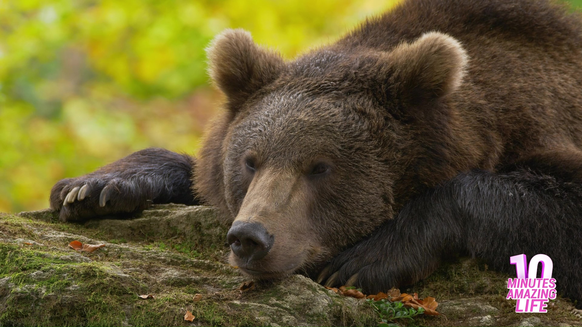 I captured a brown bear resting in the wild