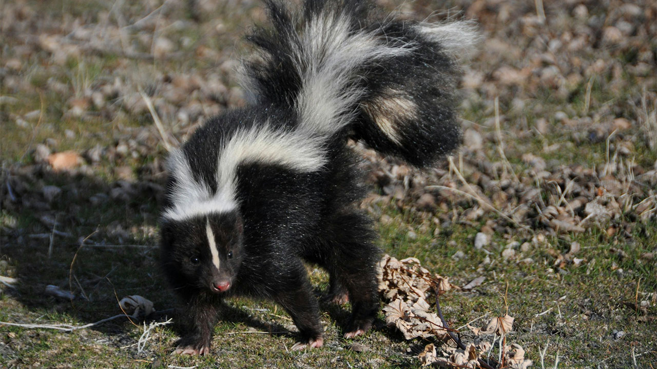 15 surprising facts about skunks