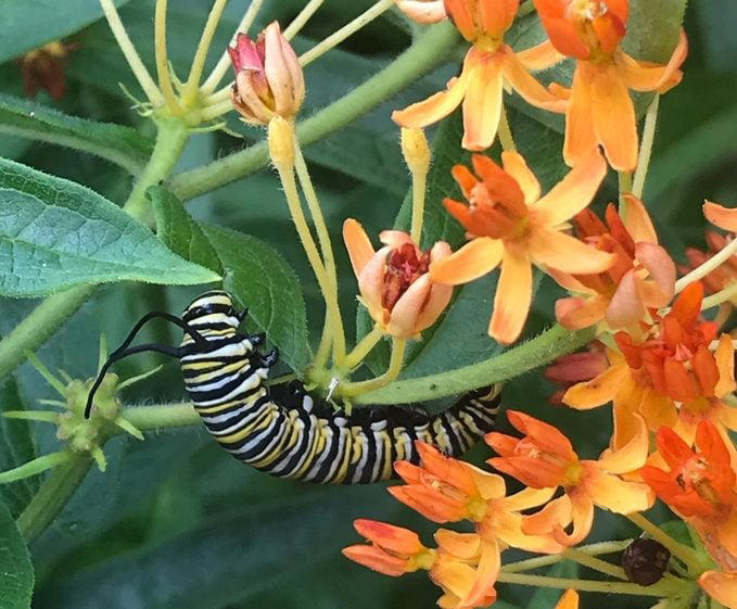 11 fascinating monarch butterfly facts