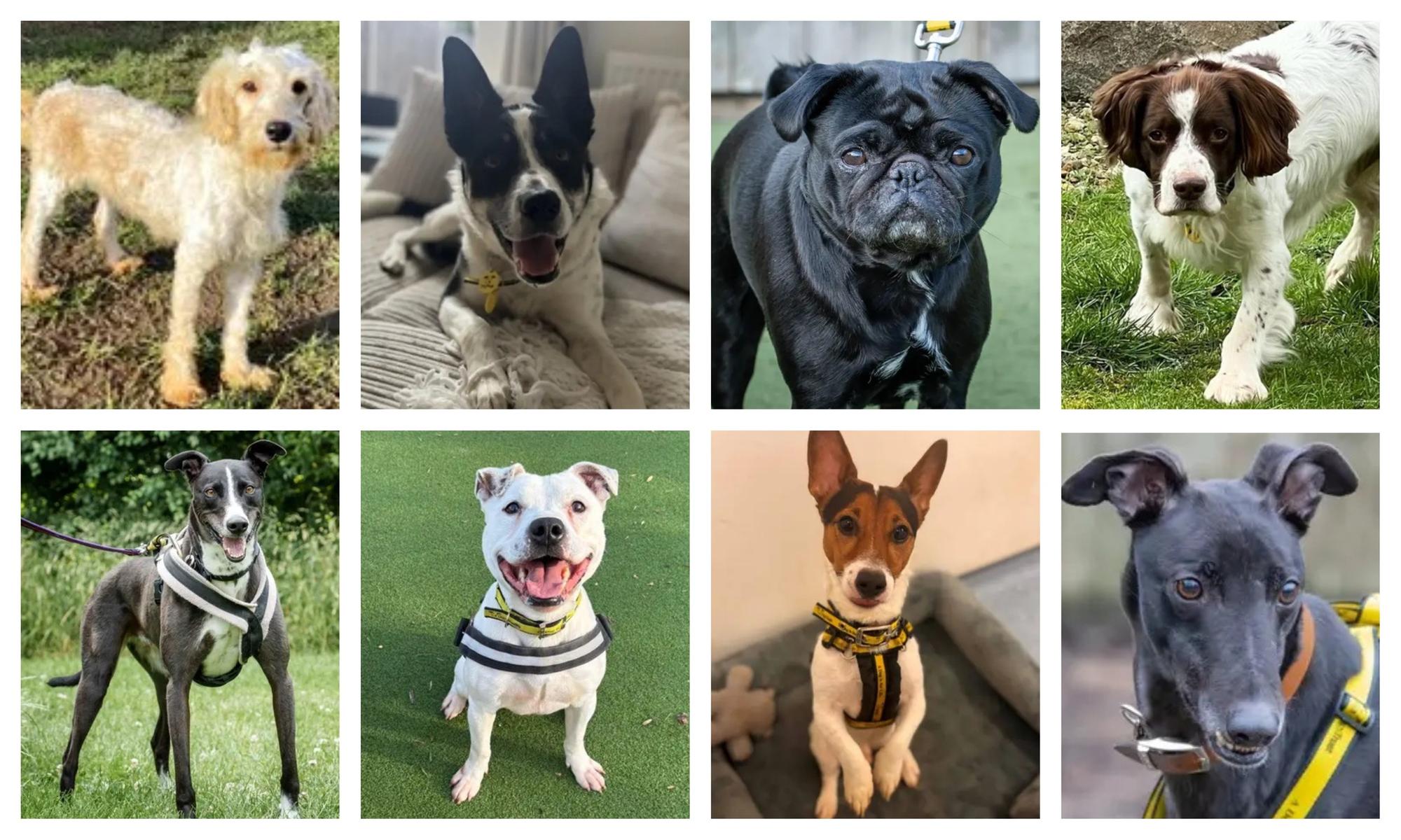 Some of the lovely dogs looking for a forever home at Wymeswold ...
