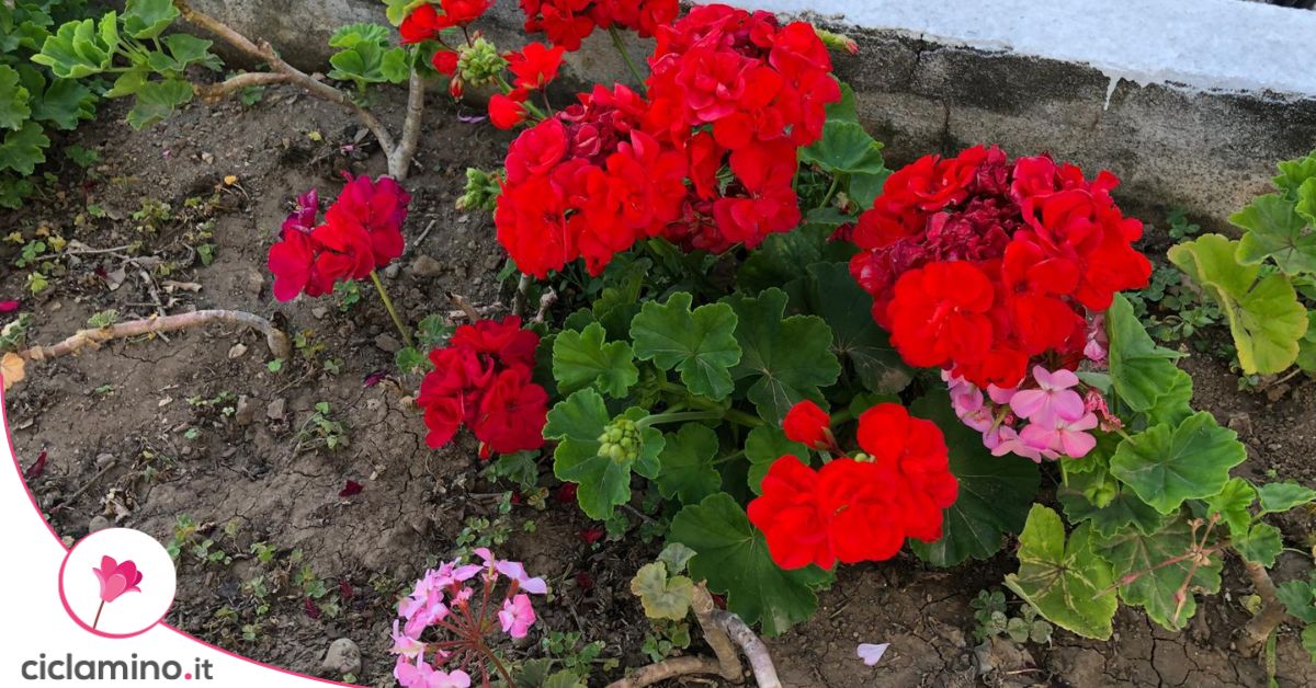 Per il primo fertilizzante della stagione del Geranio va capito dose e ...