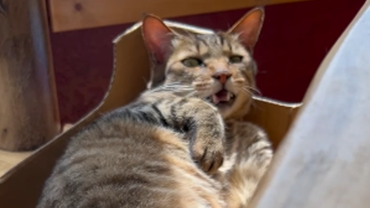 Talkative cat relaxes in a cardboard box