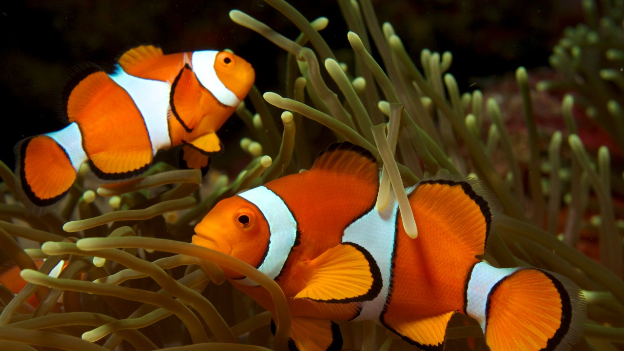 Young clownfish can erase their stripes when social pressure hits
