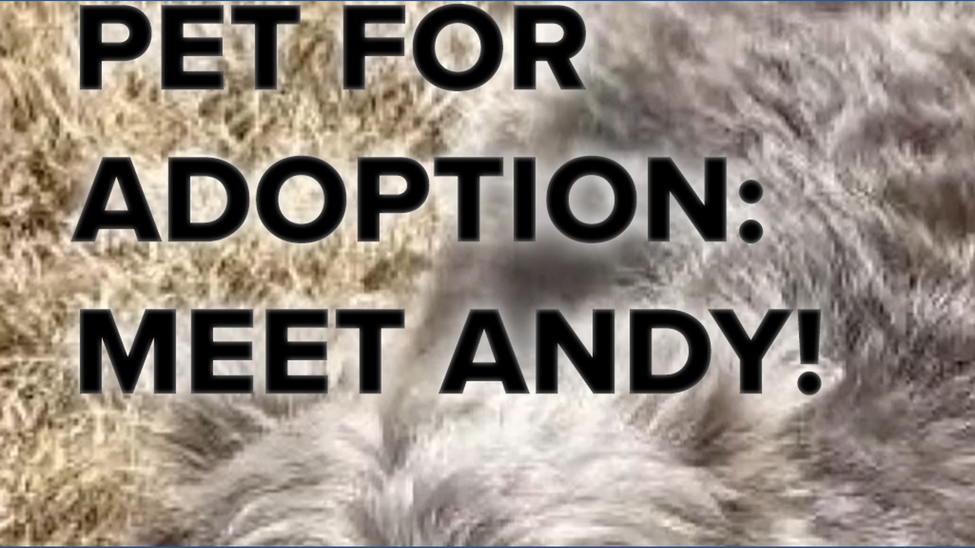 Pet for adoption: Meet Andy!