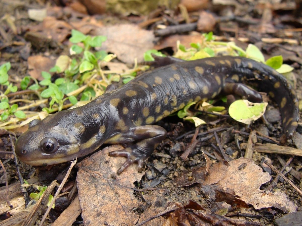 Annual salamander migration is underway in East Brunswick. What to expect: