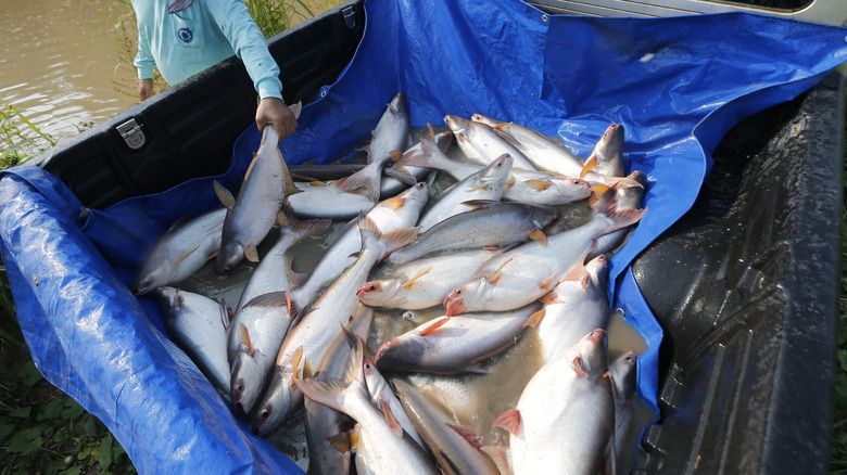 Experts weigh-in on the cheapest fish to buy and the ones to toss back