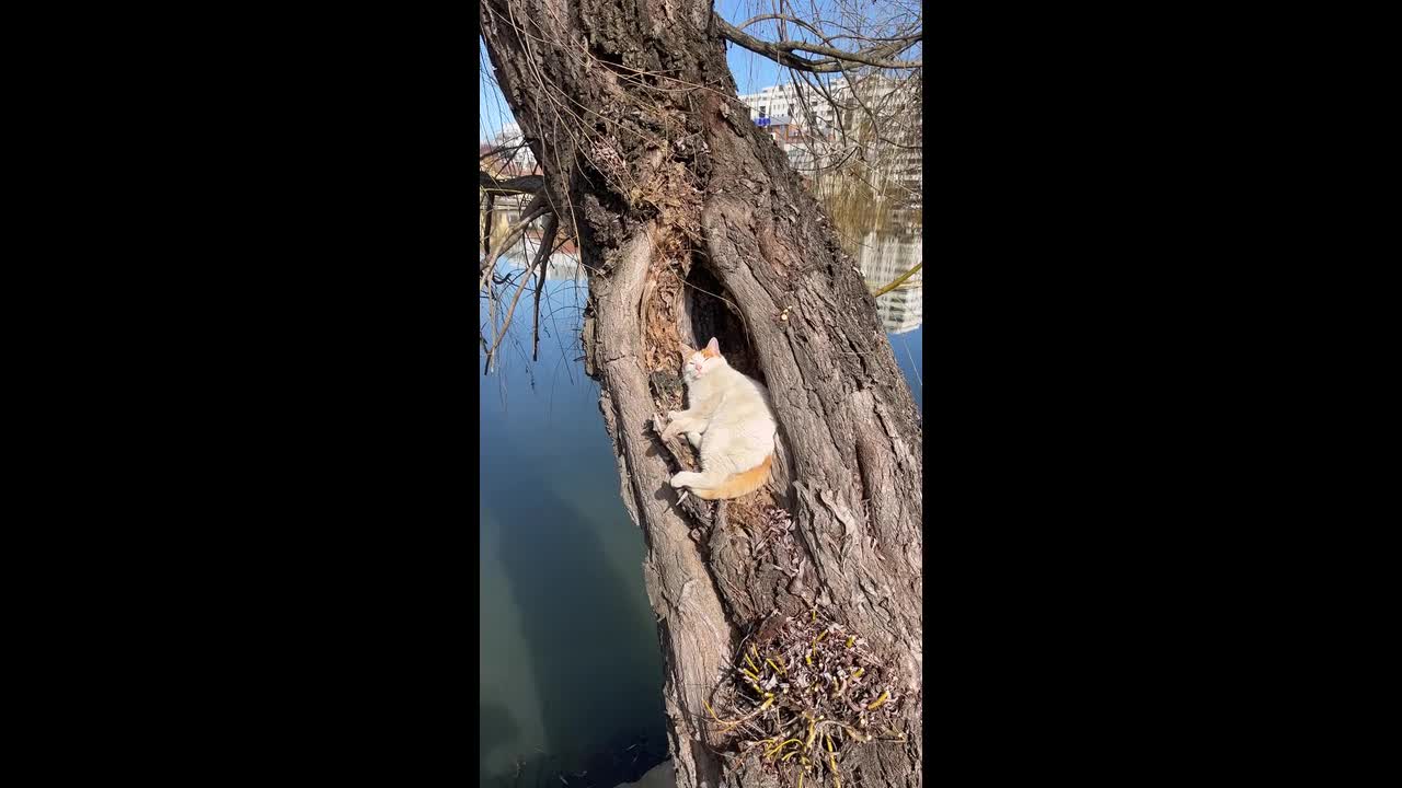 Cat curls up inside tree hole for the coziest nap in charming Romanian ...
