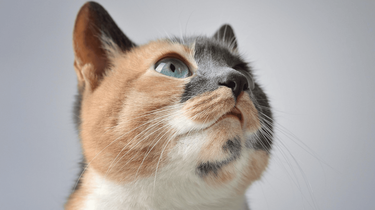 These 8 cat behaviors look annoying, but they are actually the highest ...
