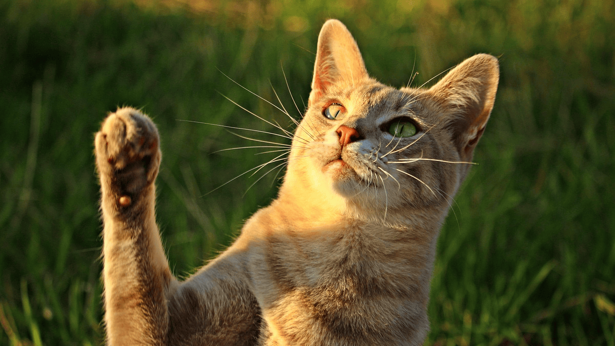 A final farewell: 10 tender signs a cat gives before passing away