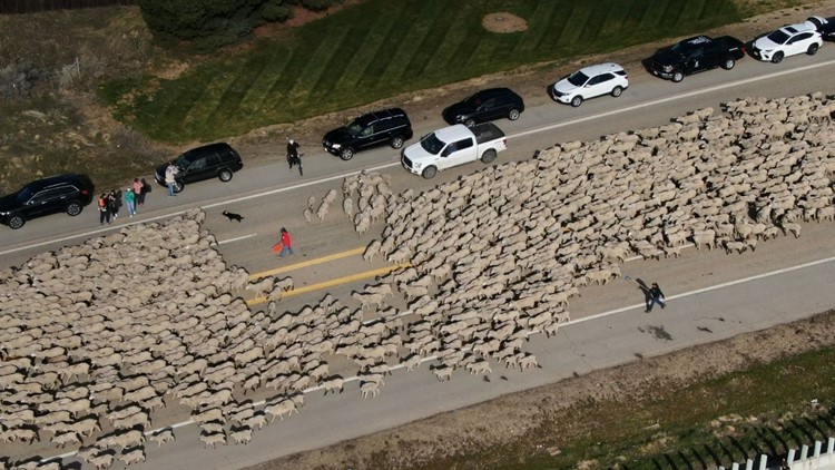 Sheep herd makes seasonal move from Caldwell to Gem County