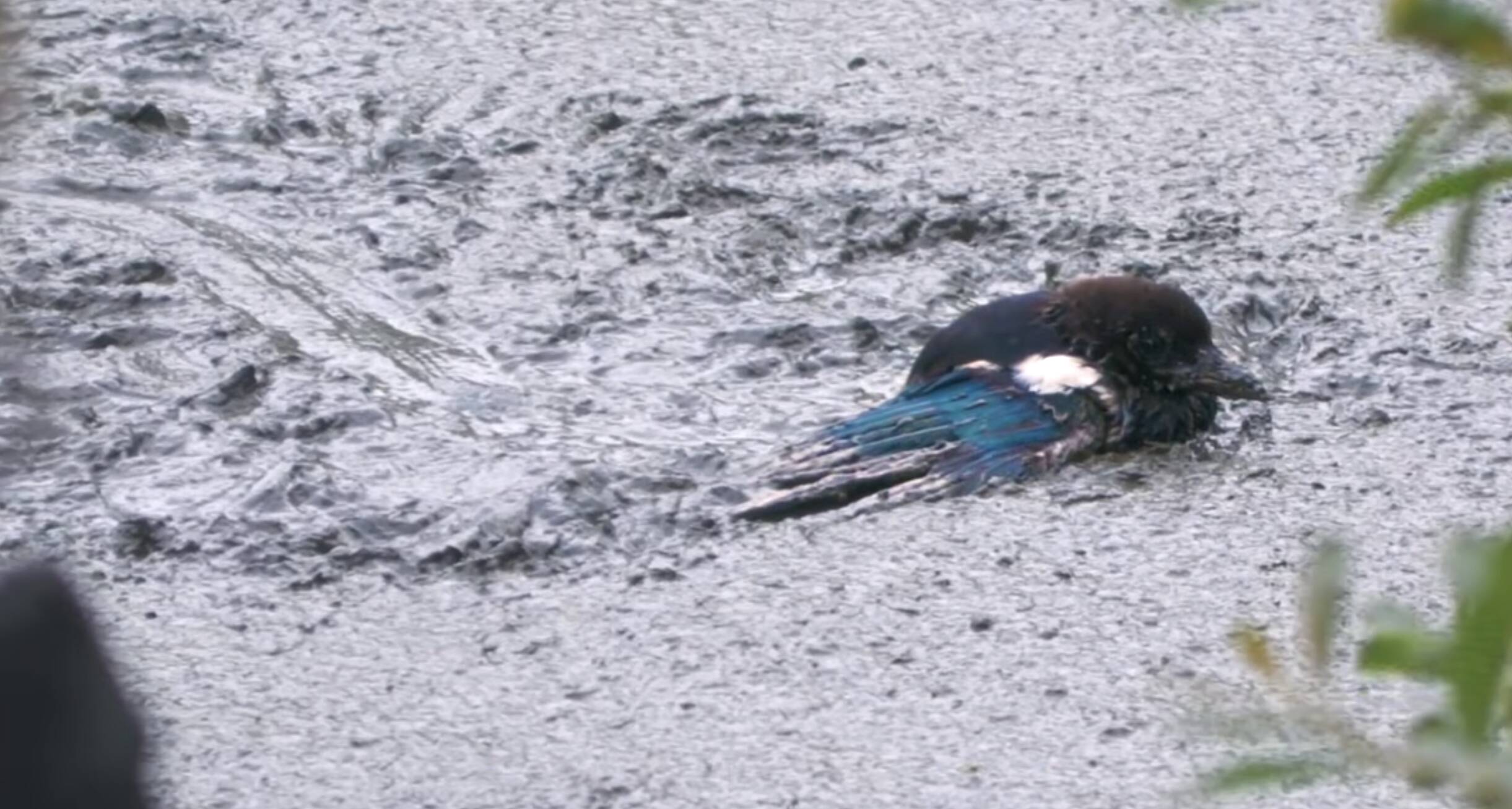 Bird drowning in thick mud reveals stunning blue feathers upon rescue