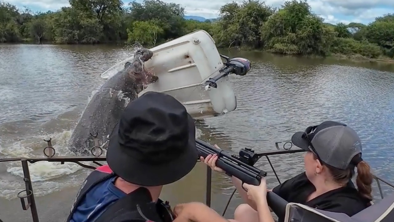 I witnessed a hippo flip a boat! 😱