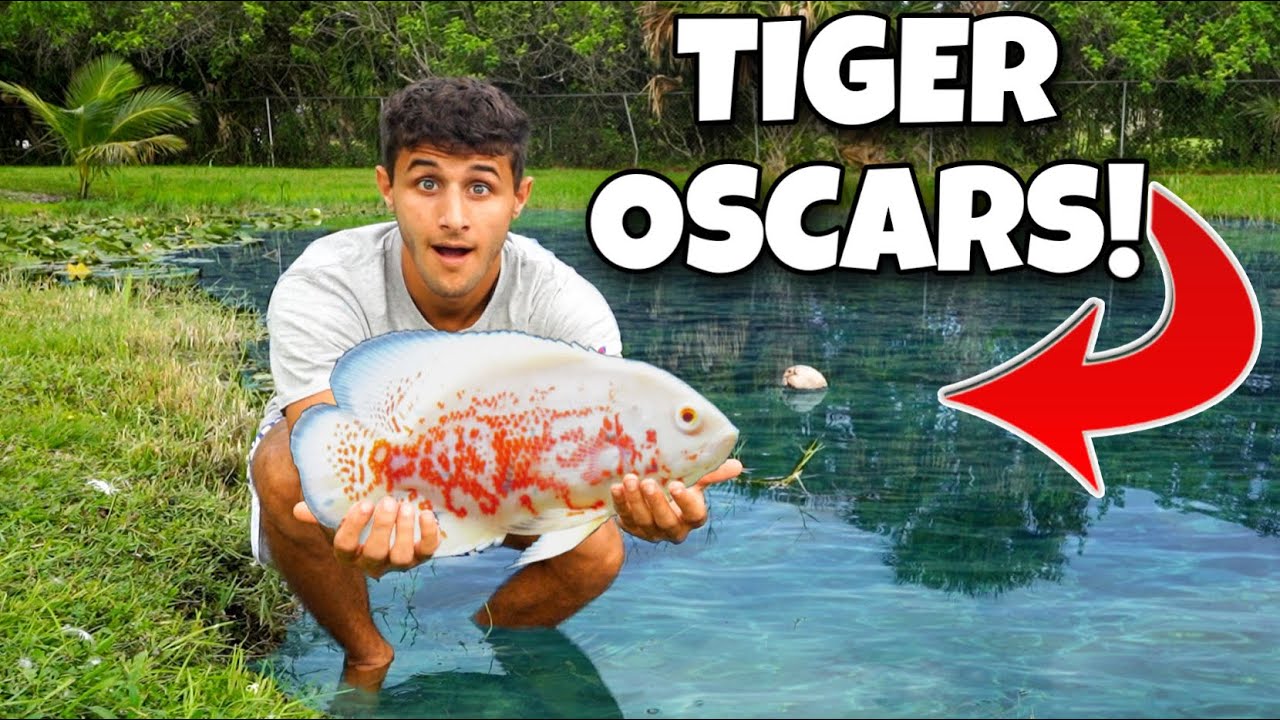 Rescuing exotic fish for my backyard pond!
