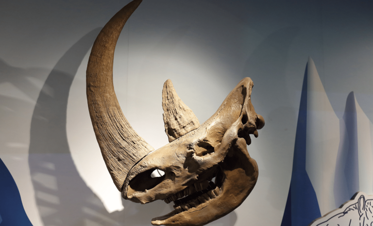 Scientists discover 23 million-year-old Arctic rhino, unveiling a lost ...