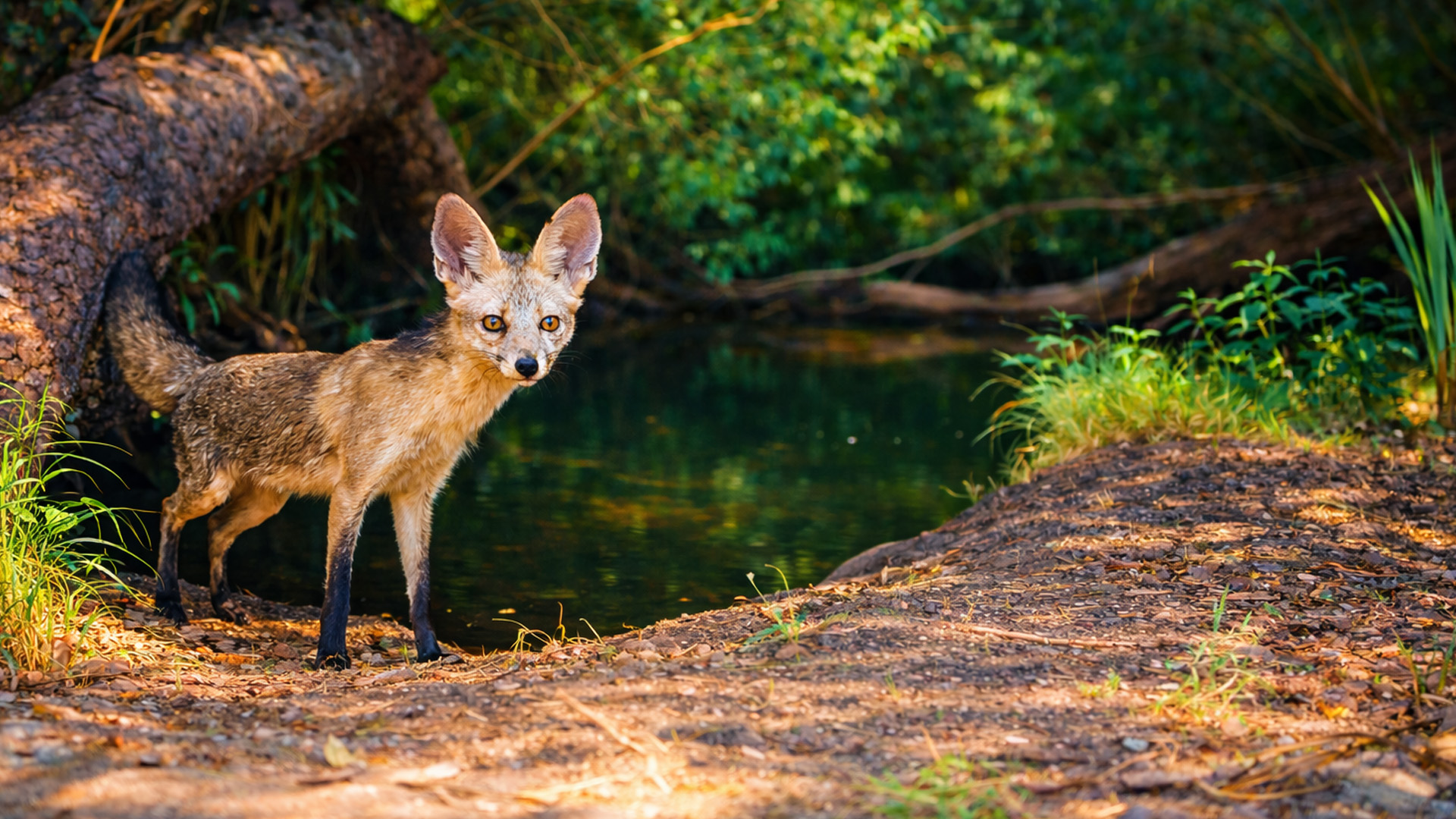 A curious fox investigates a hidden camera by the river