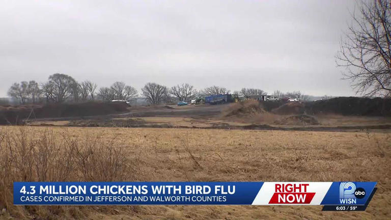 Bird flu outbreak forces mass chicken euthanasia in Wisconsin