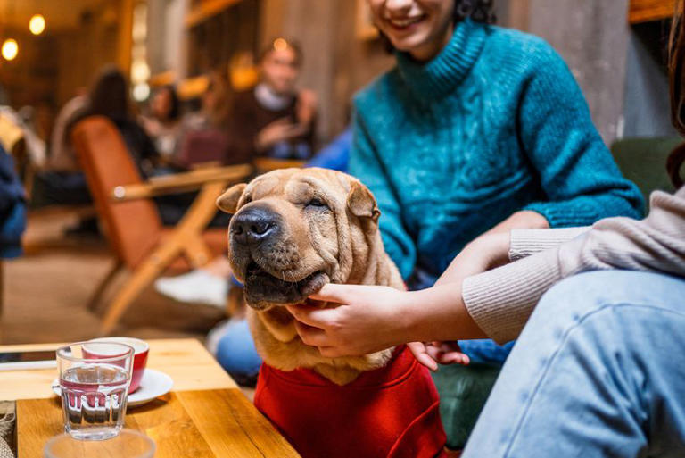 Vet says these are five dog breeds he'd never own - some are 'loveliest ...