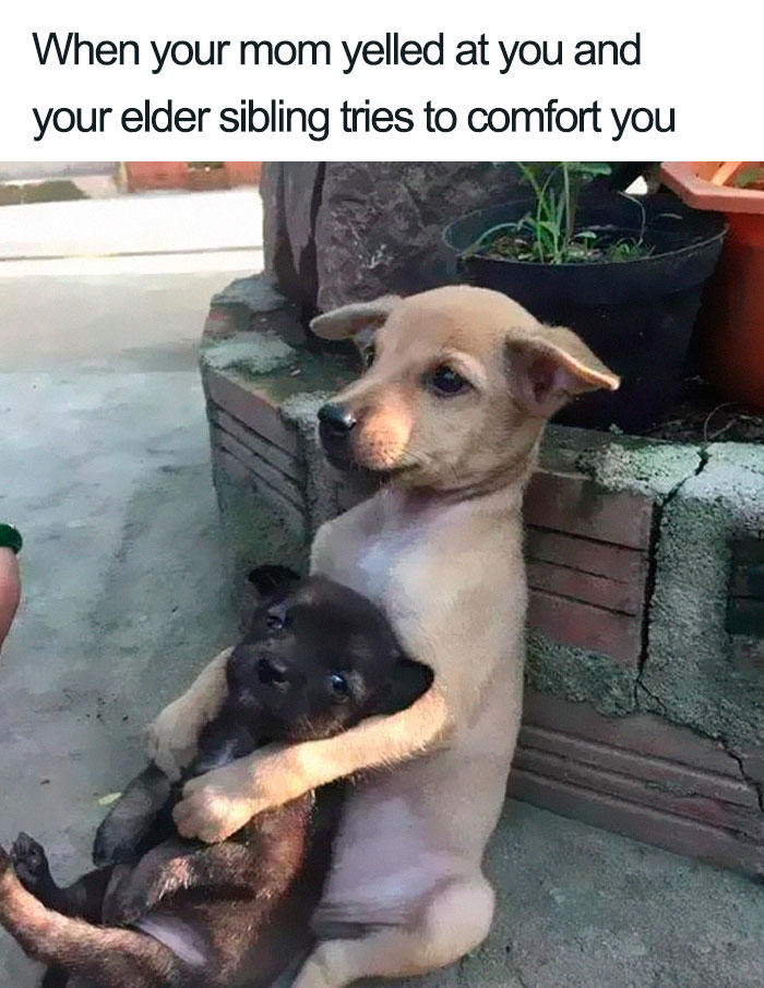 28 of the best sibling memes ever