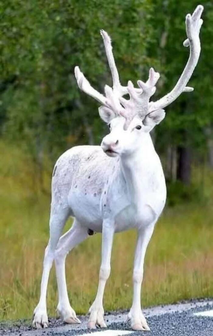 40 times nature ran out of ink and created albino animals