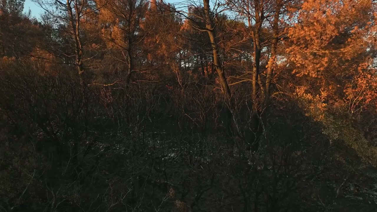 Soaring over the aftermath of California’s wildfires