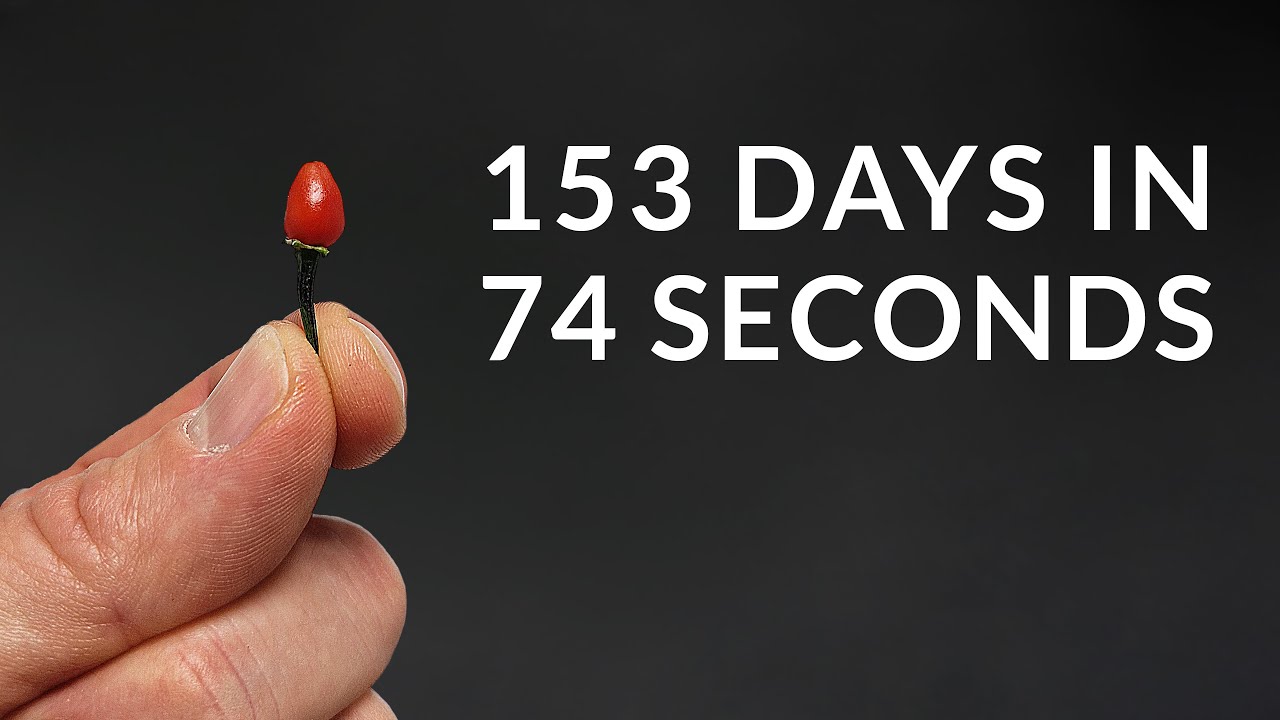Time-lapse of firecracker chili growth