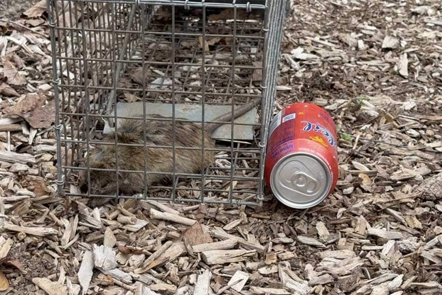 Rats infestation spreads in Boise area